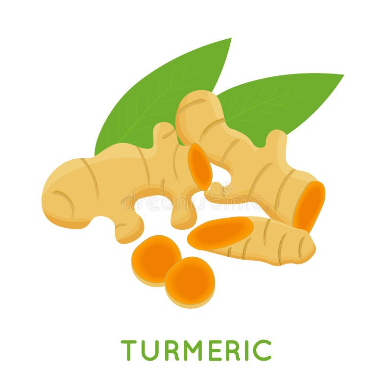 Turmeric Root, Isolated on White Background. Vector Cartoon ...