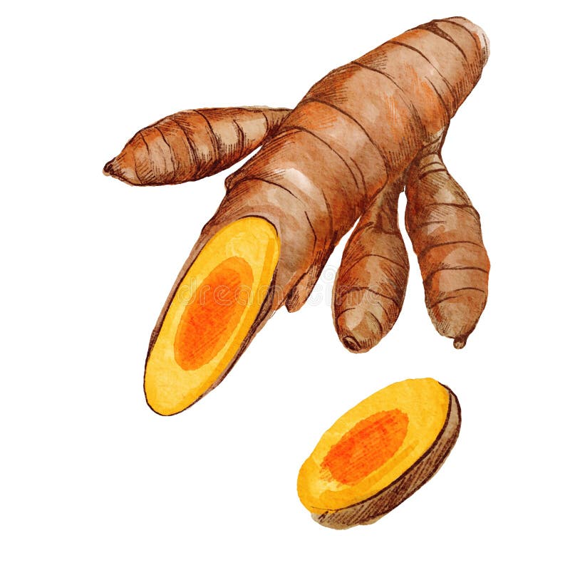 Turmeric Root with Small Sliced Piece. Hand Drawn Watercolor Stock ...