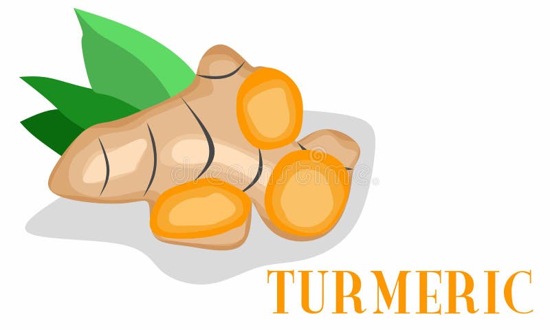 Turmeric Root Vector Illustration with Half Piece of Turmeric Root and ...