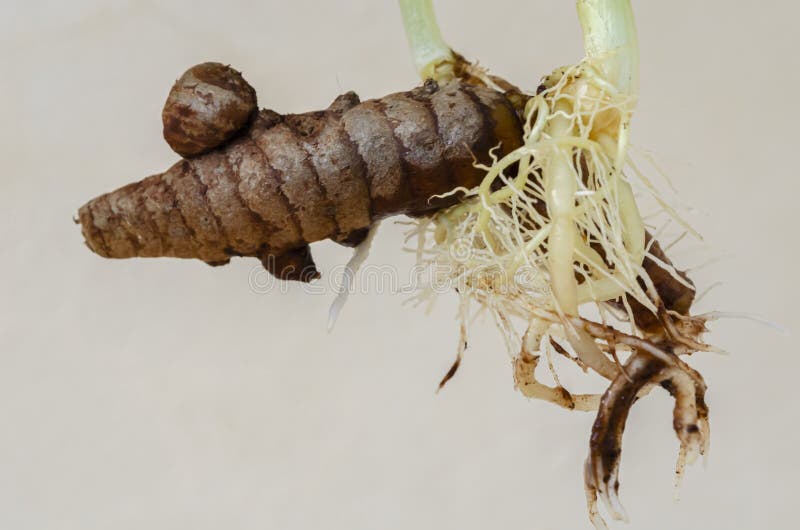 Turmeric Roots stock image. Image of growing, closeups - 287197791