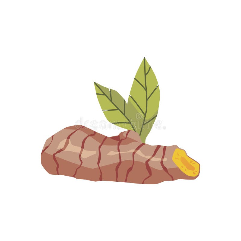 Turmeric Sliced Orange Root, with Green Leaf, Cartoon Realistic Vector ...
