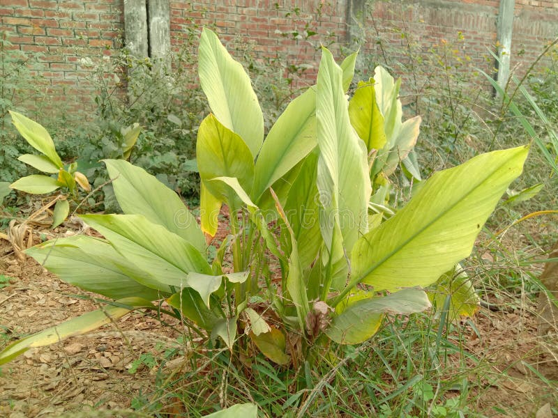 Turmeric Tree on Farm for Harvest Stock Image - Image of organic, green ...
