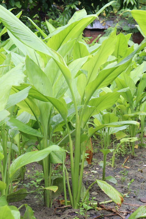 Turmeric Tree Farm for Spice Harvest Stock Photo - Image of asia ...
