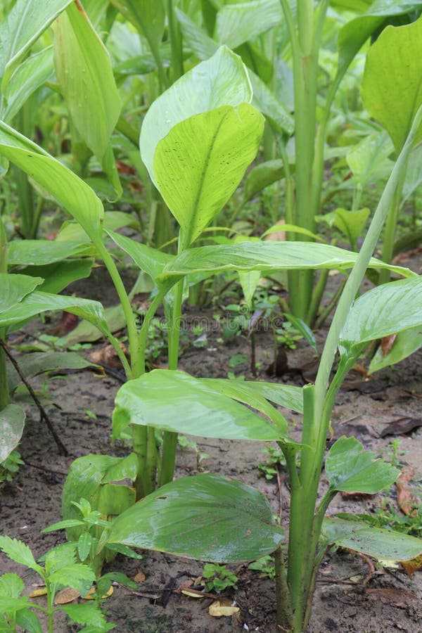 Turmeric Tree Farm for Spice Harvest Stock Image - Image of herbal ...