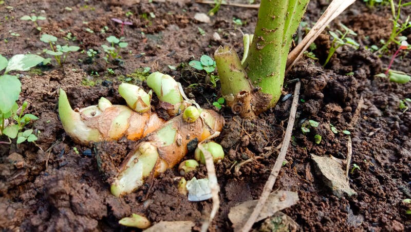 Turmeric Tree and a Little Visible Trunk on the Ground, Fresh Turmeric ...