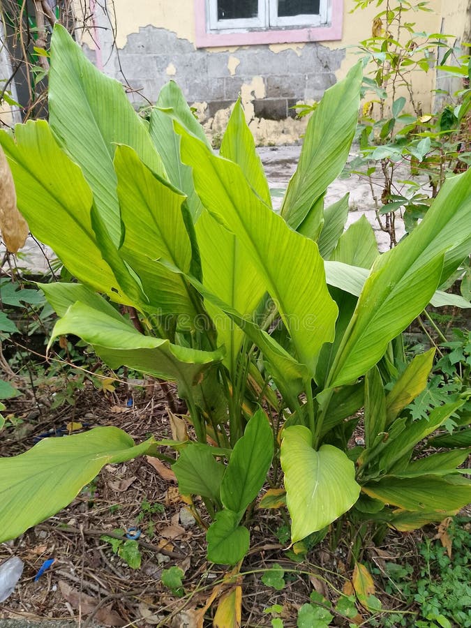 Turmeric tree stock image. Image of kunyit, tree, turmeric - 311950433