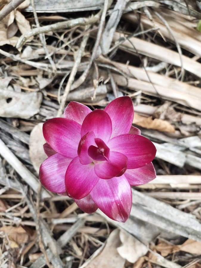 Turmuric Plant Flower, Rare Image, Beautiful Stock Photo - Image of ...