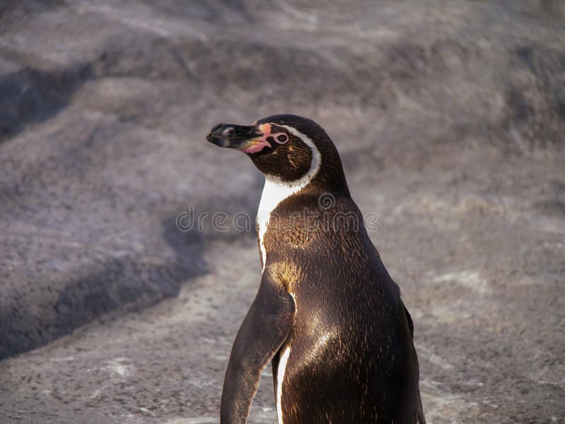 Turn Around Humboldt Penguin Stock Image - Image of animals, birds ...