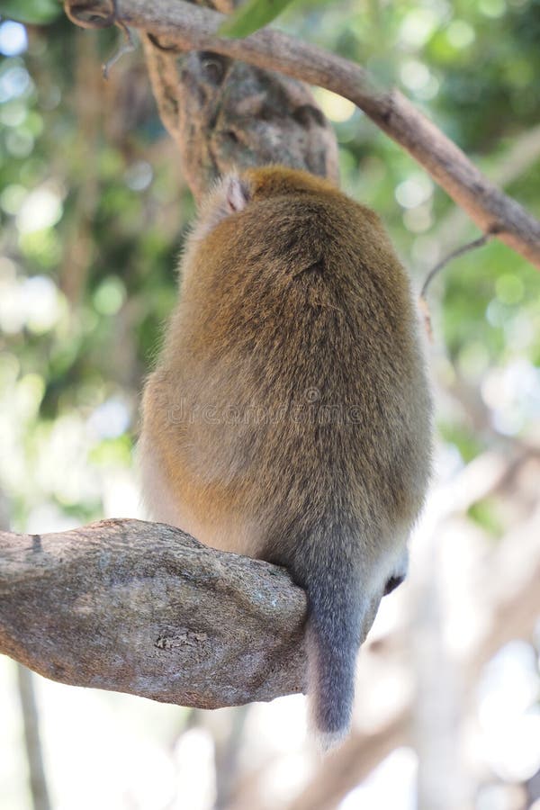 Turn Back Monkey on the Tree Stock Photo - Image of funny, back: 75023044