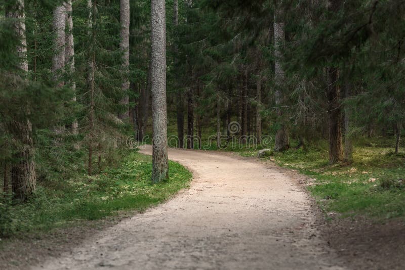 Turn Field Road between Trees in the Summer Forest Stock Image - Image ...