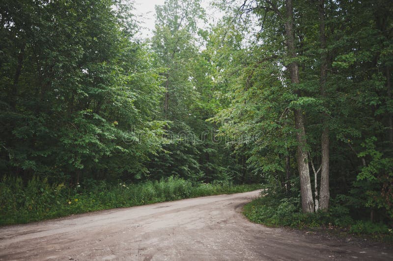 The Turn of the Road in the Woods 542. Stock Image - Image of forest ...