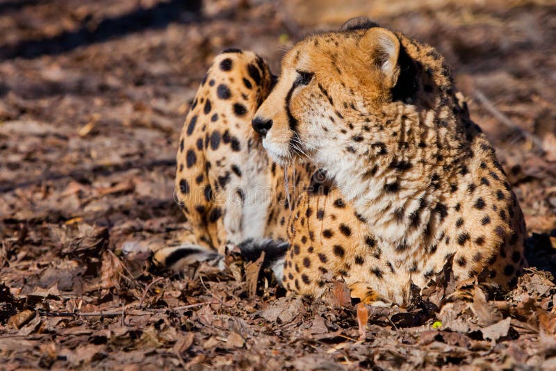 Turned Around. a Bright Red Cheetah is Resting and Looking Down on a ...
