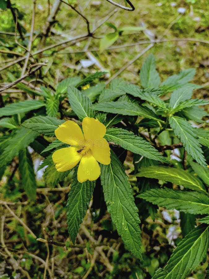 Turnera Diffusa, Known As Damiana Flower Stock Image - Image of ...