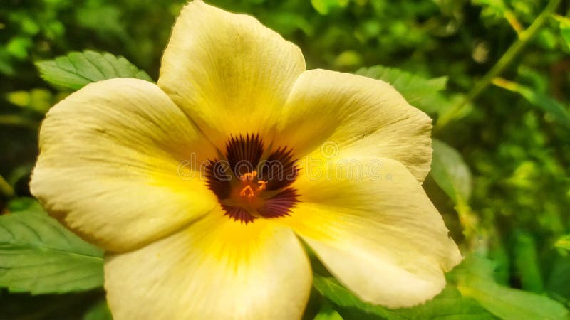 Turnera Flower Blooming in the Yard Stock Photo - Image of closeup ...