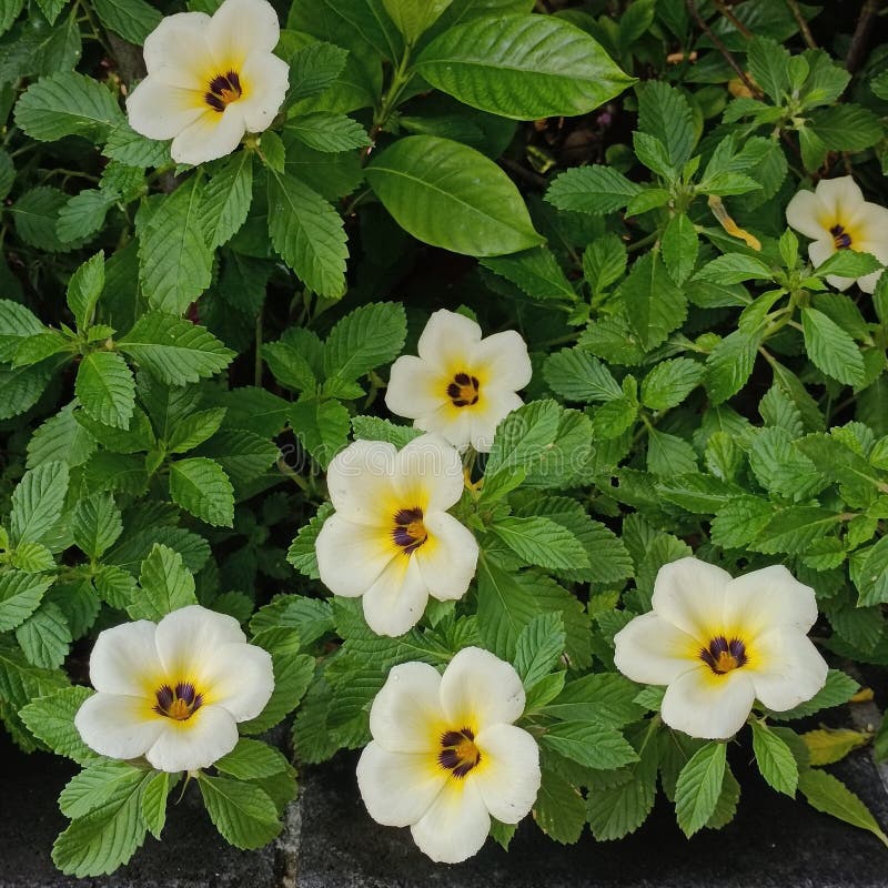 Turnera Ulmifolia Flowers that Bloom in the Morning Stock Image - Image ...