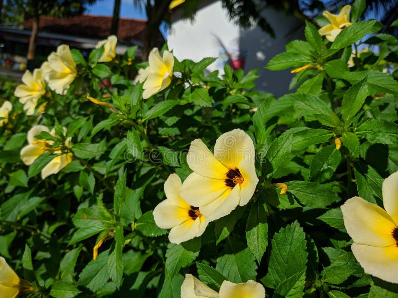 Turnera Ulmifolia. Nature Flowers Background Stock Image - Image of ...