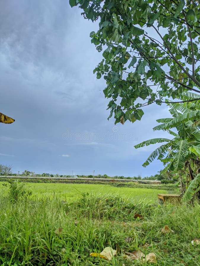 Turning Green in the Dark Clouds Stock Image - Image of enjoy, leaf ...