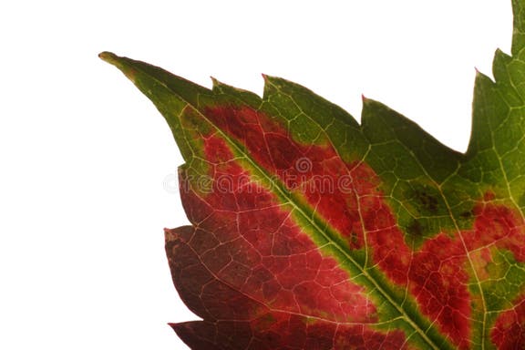 Turning leaf stock photo. Image of flora, science, green - 1312164