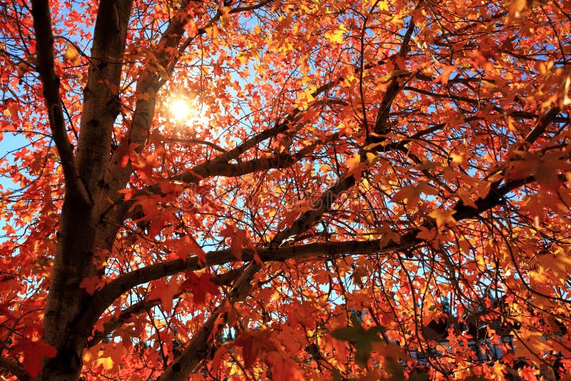 Turning Leaf stock photo. Image of peaceful, nature, maple - 28468466