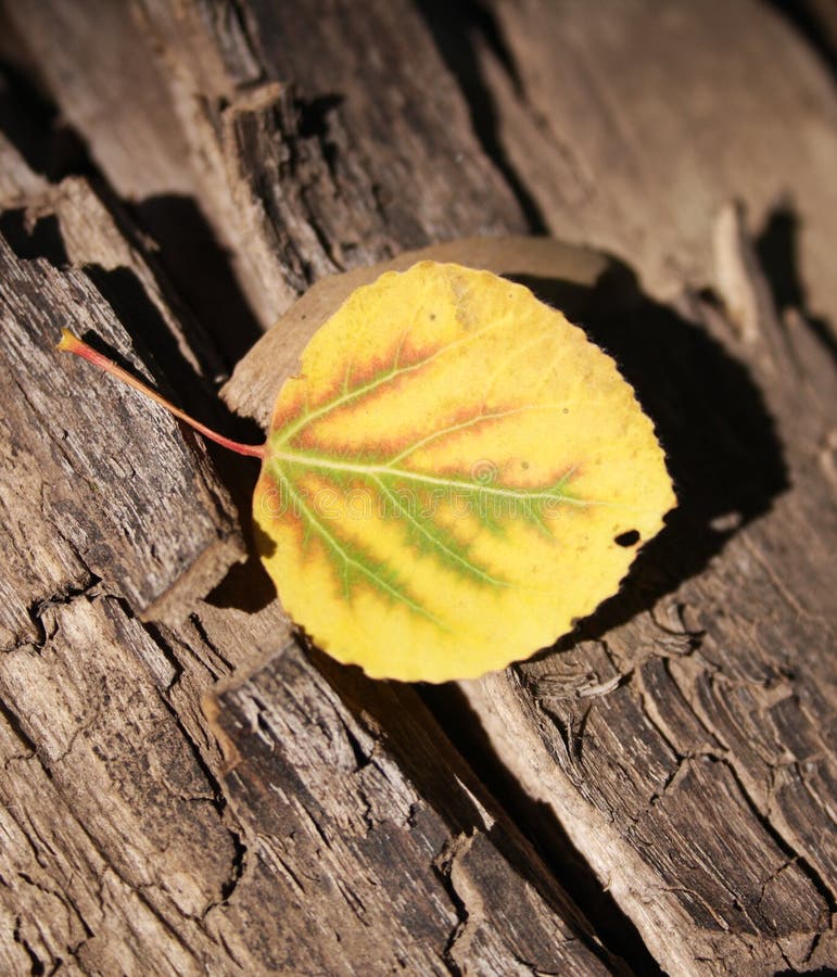 Turning leaf stock photo. Image of flora, science, green - 1312164