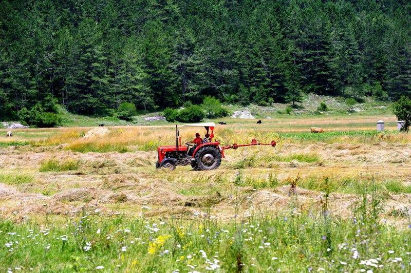 Turning over the harvest editorial stock image. Image of montengero ...