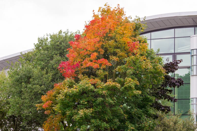 Turning trees stock photo. Image of natural, forest - 102398102