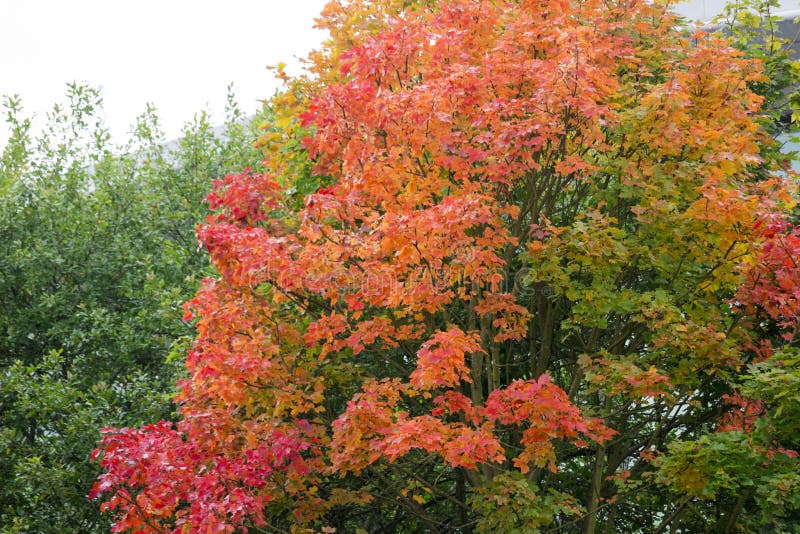 Turning trees stock image. Image of bright, flora, seasonal - 102398107