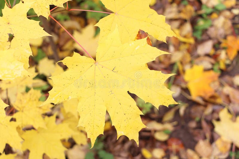 Turning leaf stock photo. Image of flora, science, green - 1312164