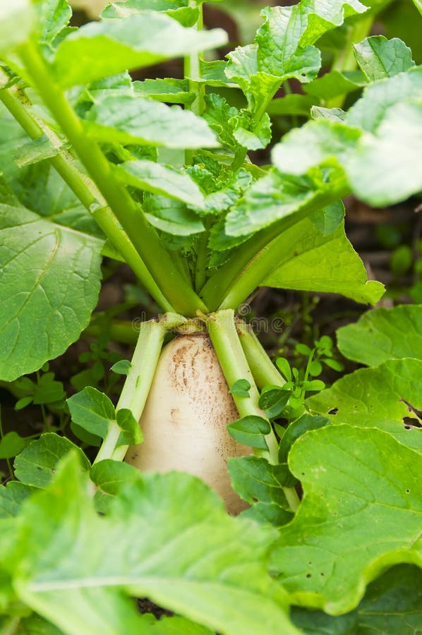 Turnip stock image. Image of turnip, growing, vegetable - 21965689