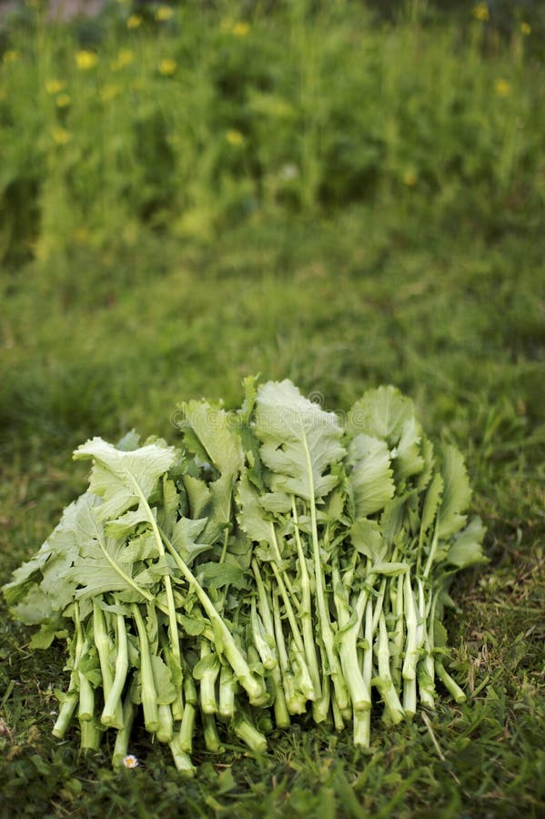 Turnip stock image. Image of sheet, turnip, ingredients - 4677997