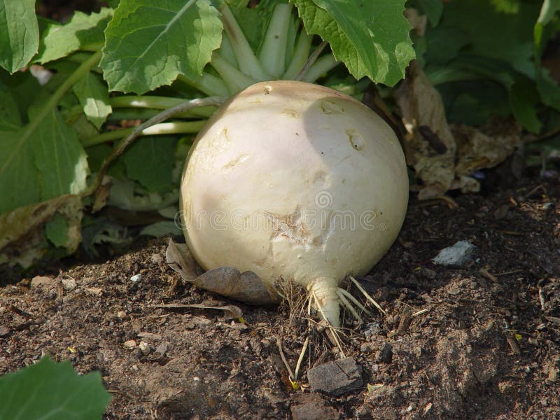 Turnip stock image. Image of greens, nature, farming, turnip - 595477