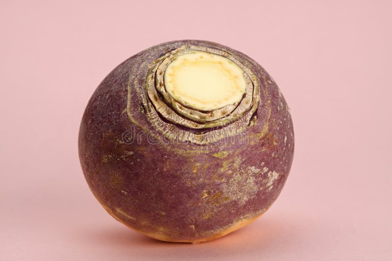 Turnip stock image. Image of nutritious, turnip, fresh - 7149561