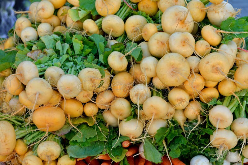 Turnip (Brassica Rapa Subsp. Rapa) Stock Image - Image of ingredient ...