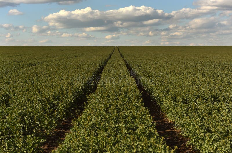Turnip Plant In A Farm Field Stock Photo - Image of farmland ...