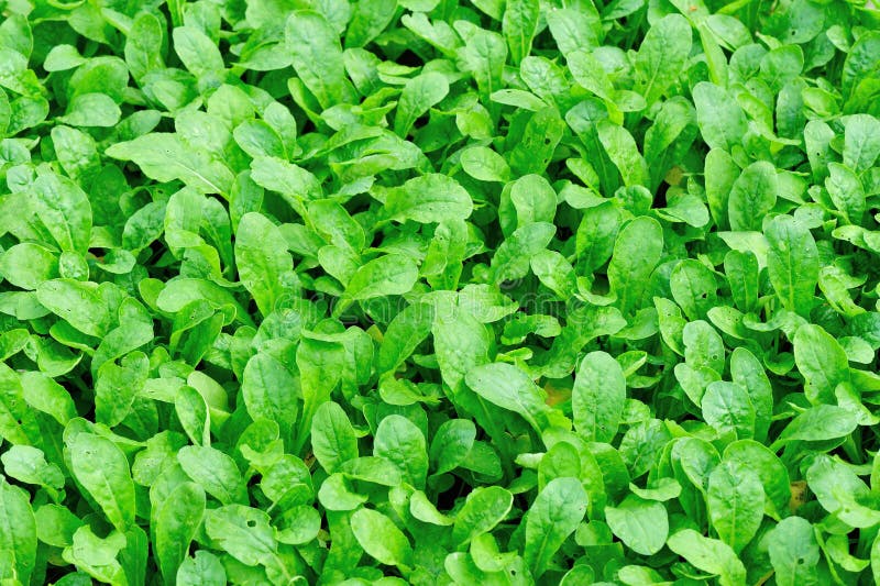 Turnip field stock photo. Image of leaves, farmer, nutrition - 47752616