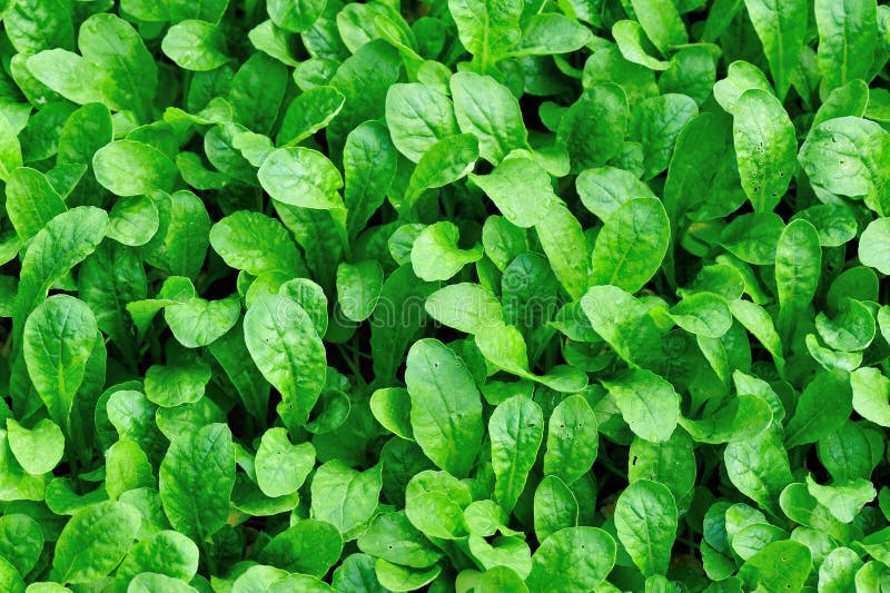 Turnip field stock image. Image of raddish, leaf, asian - 48308129