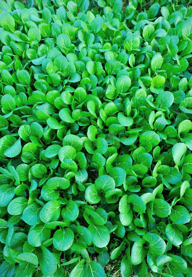 Turnip field stock image. Image of plant, raddish, field - 48386503