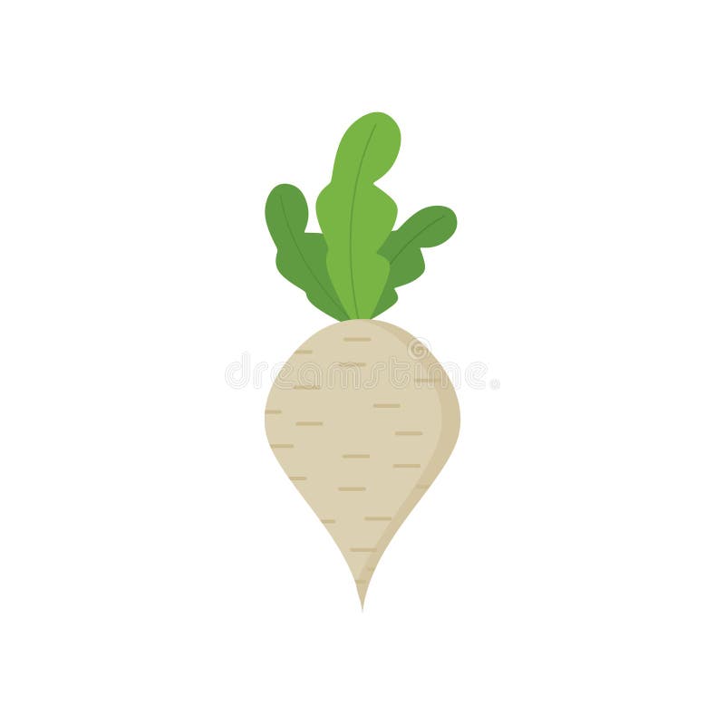Turnip Flat Design Vector Illustration Stock Vector - Illustration of ...