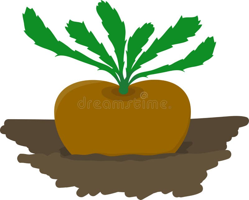 Turnip Growth Stages. Life Cycle of a Turnip Plant Stock Vector ...
