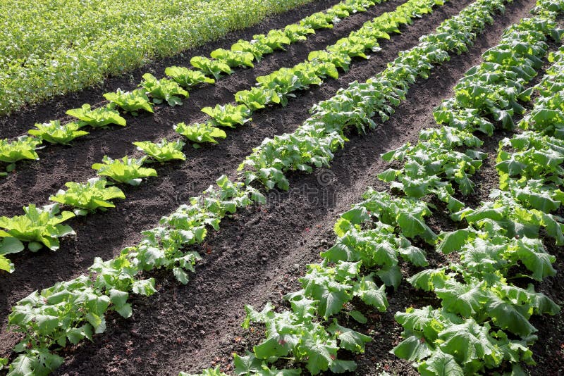 Turnip Plant in a Farm Field Stock Photo - Image of agriculture, land ...