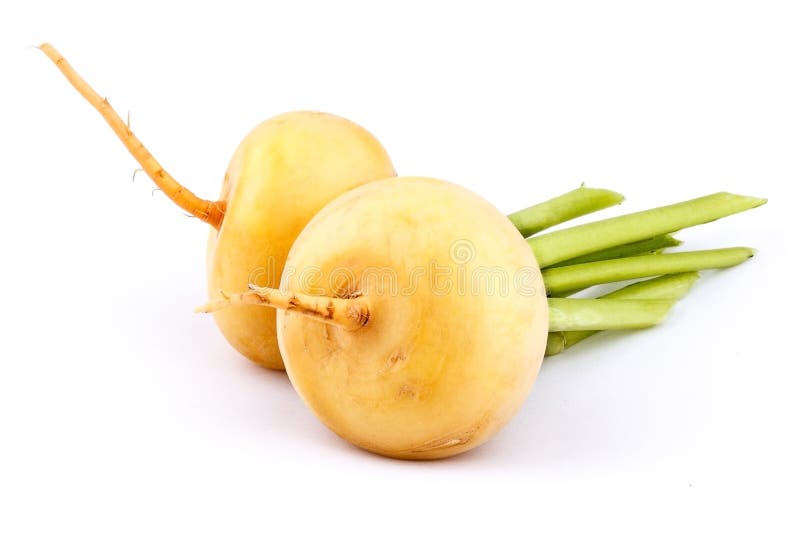 Turnip Isolated on a White Background Stock Image - Image of crucifers ...