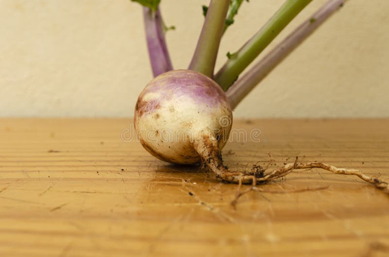 Turnip stock image. Image of rosids, root, mauve, produce - 274530489