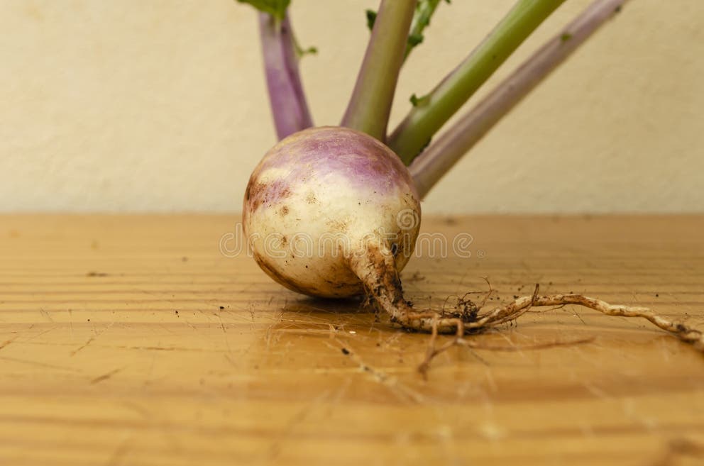 Turnip stock image. Image of rosids, root, mauve, produce - 274530489