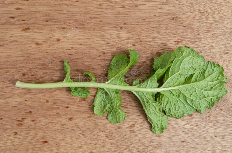 Back of Turnip Leaf stock photo. Image of food, rapa - 276544448