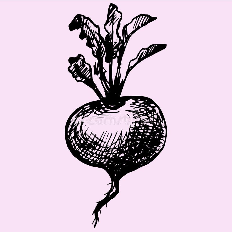 Turnip Stock Illustrations – 5,928 Turnip Stock Illustrations, Vectors ...