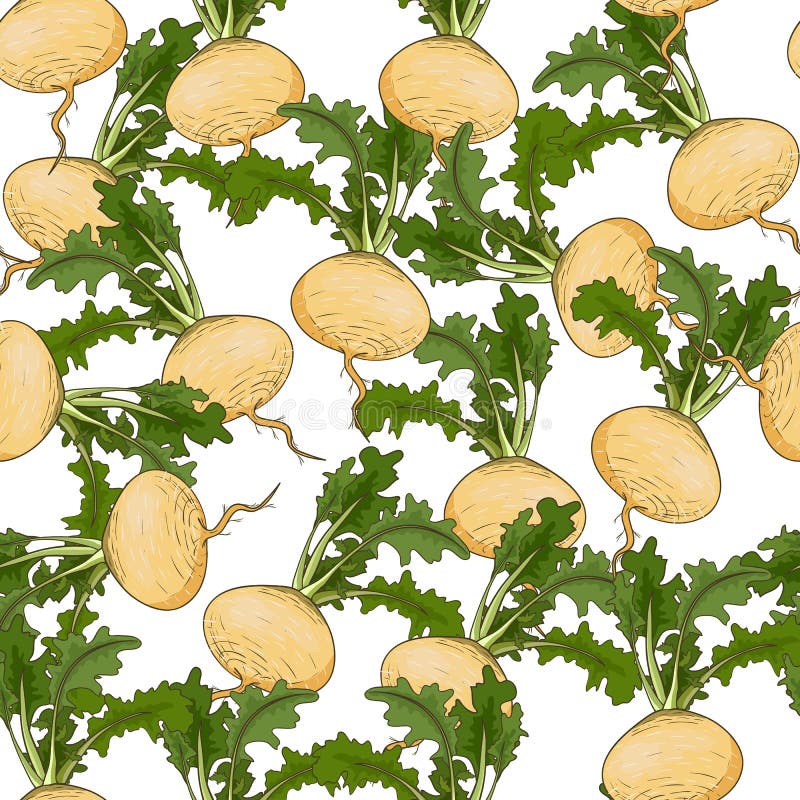 Turnip Pattern, Simple Style Stock Vector - Illustration of ornament ...