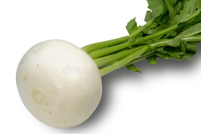 Turnip stock photo. Image of ingredient, turnip, fresh - 35681834