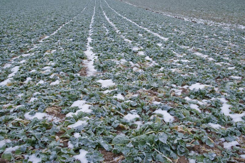 Rows of Turnip Plants in a Field Stock Image - Image of farming, crops ...