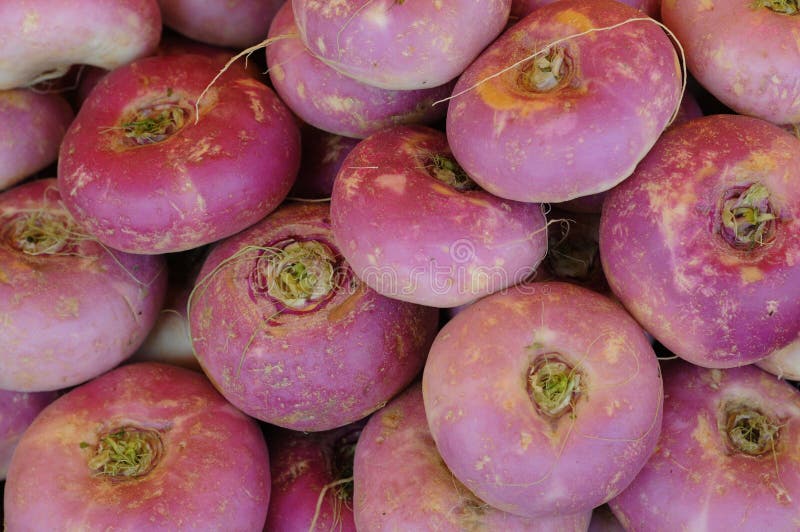 Turnip stock image. Image of fresh, healthy, freshness - 203671835