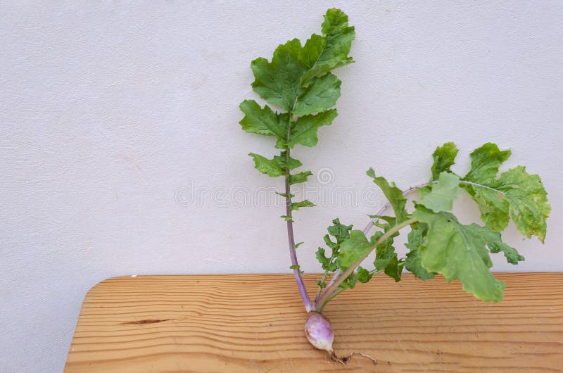Turnip and Top stock photo. Image of brassica, ripe - 276544236